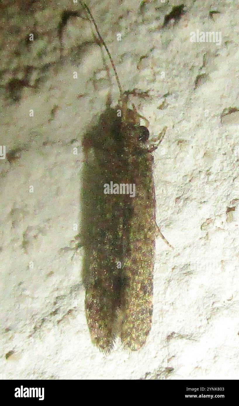 Tubecase Netspinning Caddisflies (Ecnomidae Stock Photo - Alamy