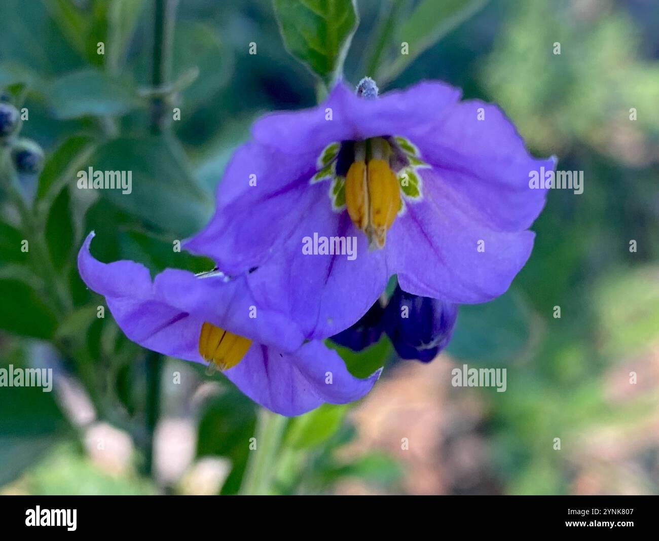 bluewitch nightshade (Solanum umbelliferum Stock Photo - Alamy
