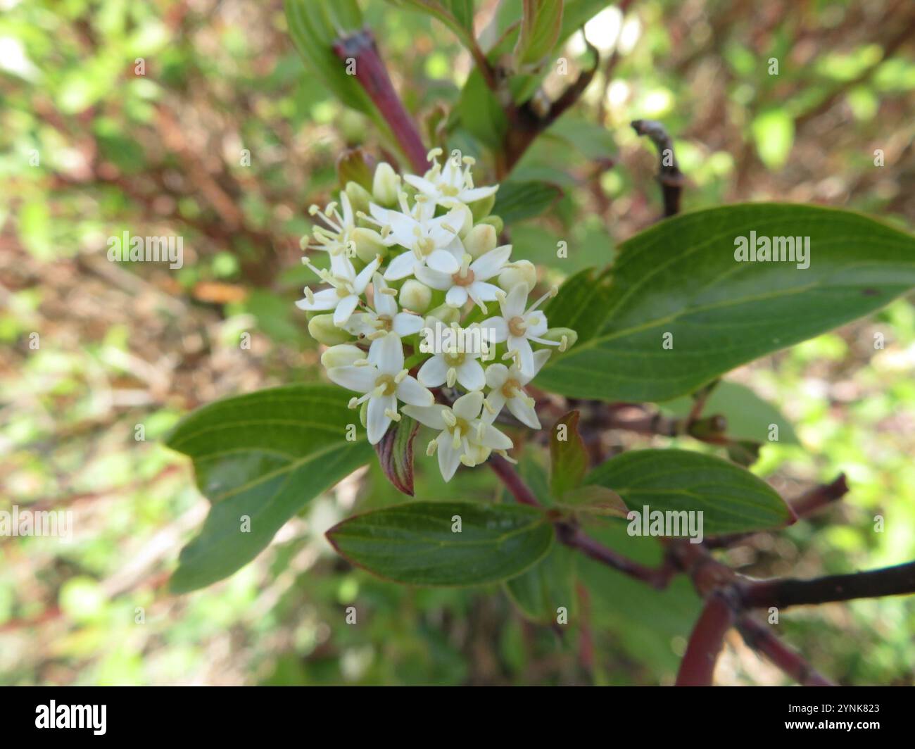 red osier dogwood (Cornus sericea Stock Photo - Alamy