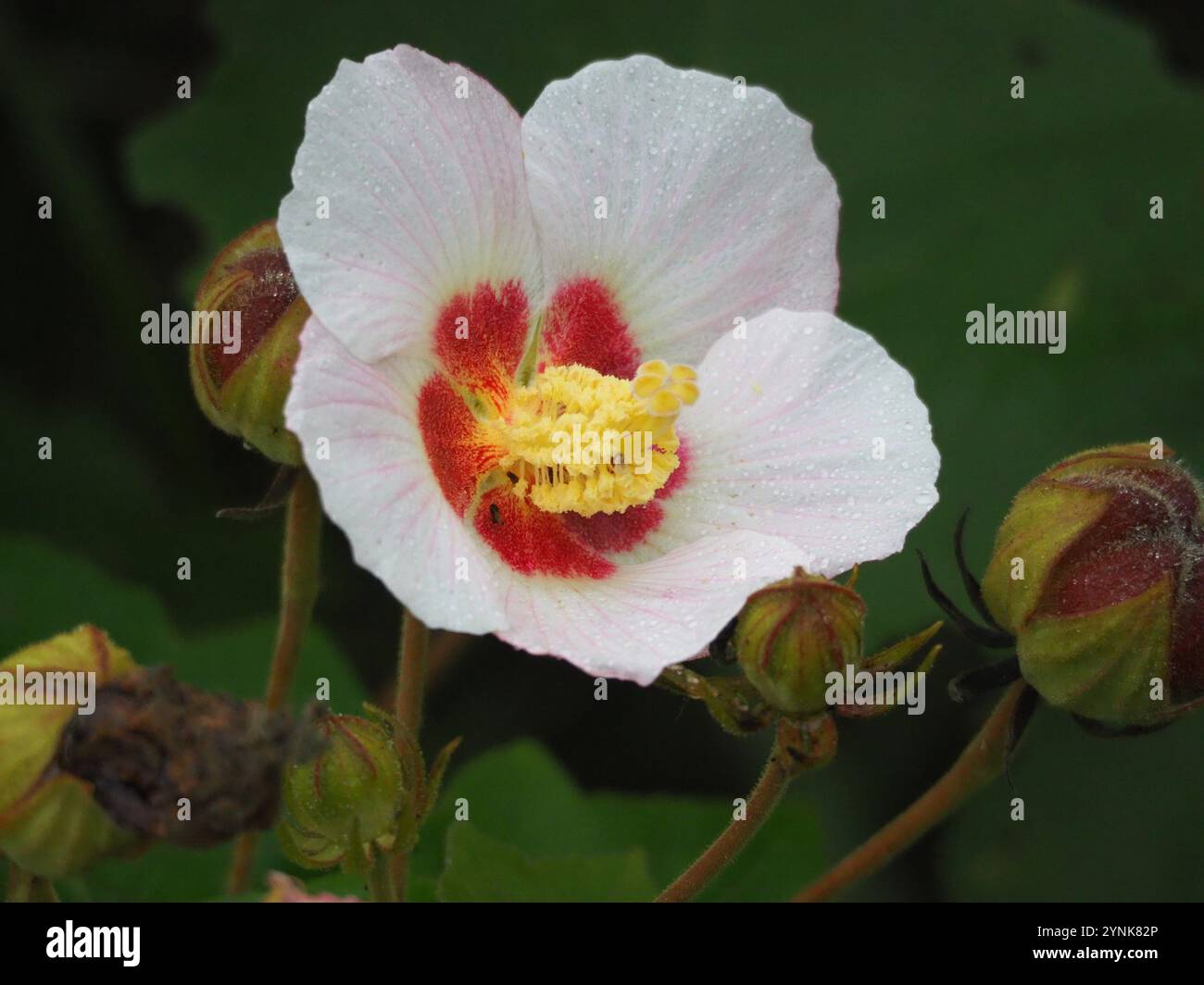 Taiwan cotton rose (Hibiscus taiwanensis Stock Photo - Alamy