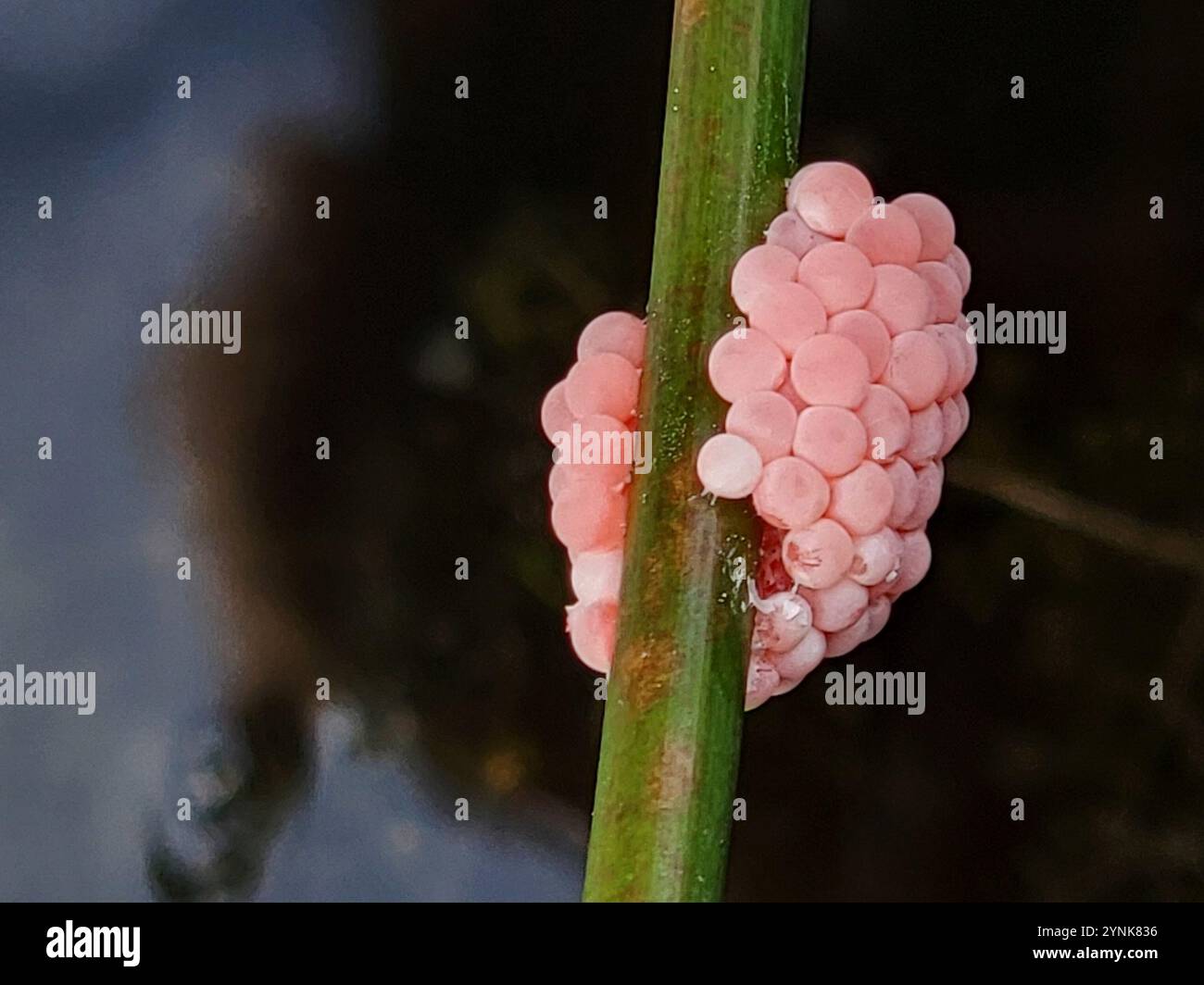 Common Apple Snails (Pomacea Stock Photo - Alamy