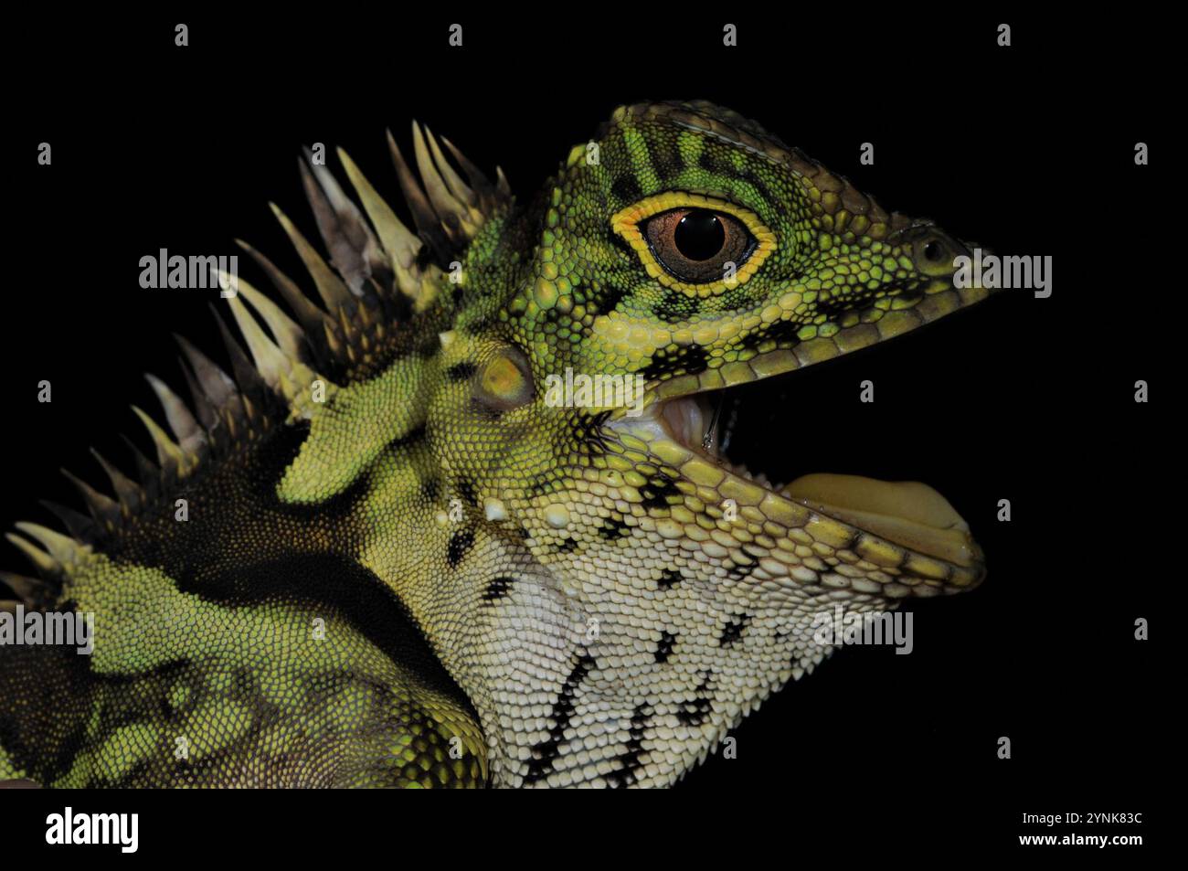 Blue-eyed Anglehead Lizard (Gonocephalus liogaster Stock Photo - Alamy