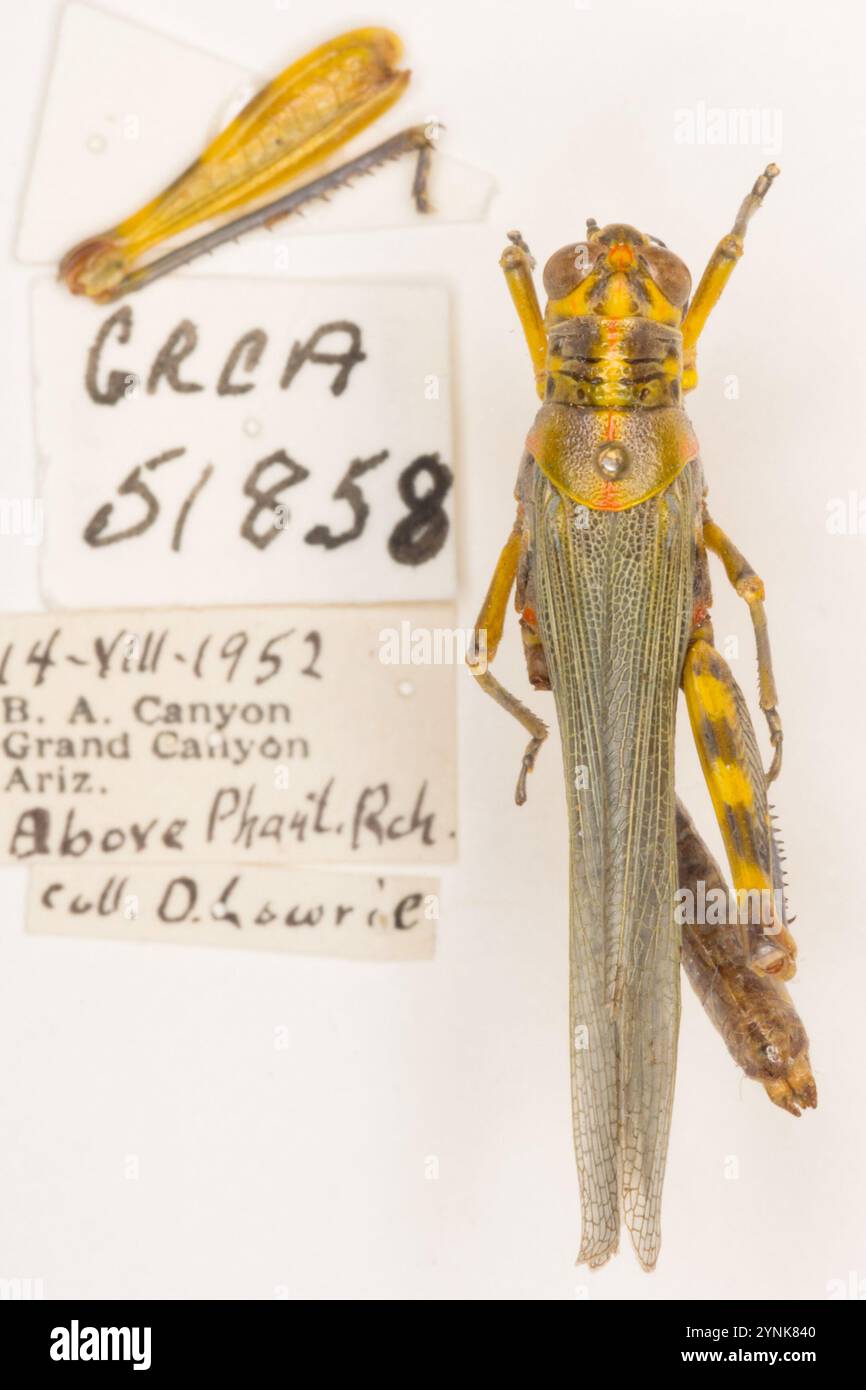 Lined grasshopper hi-res stock photography and images - Alamy