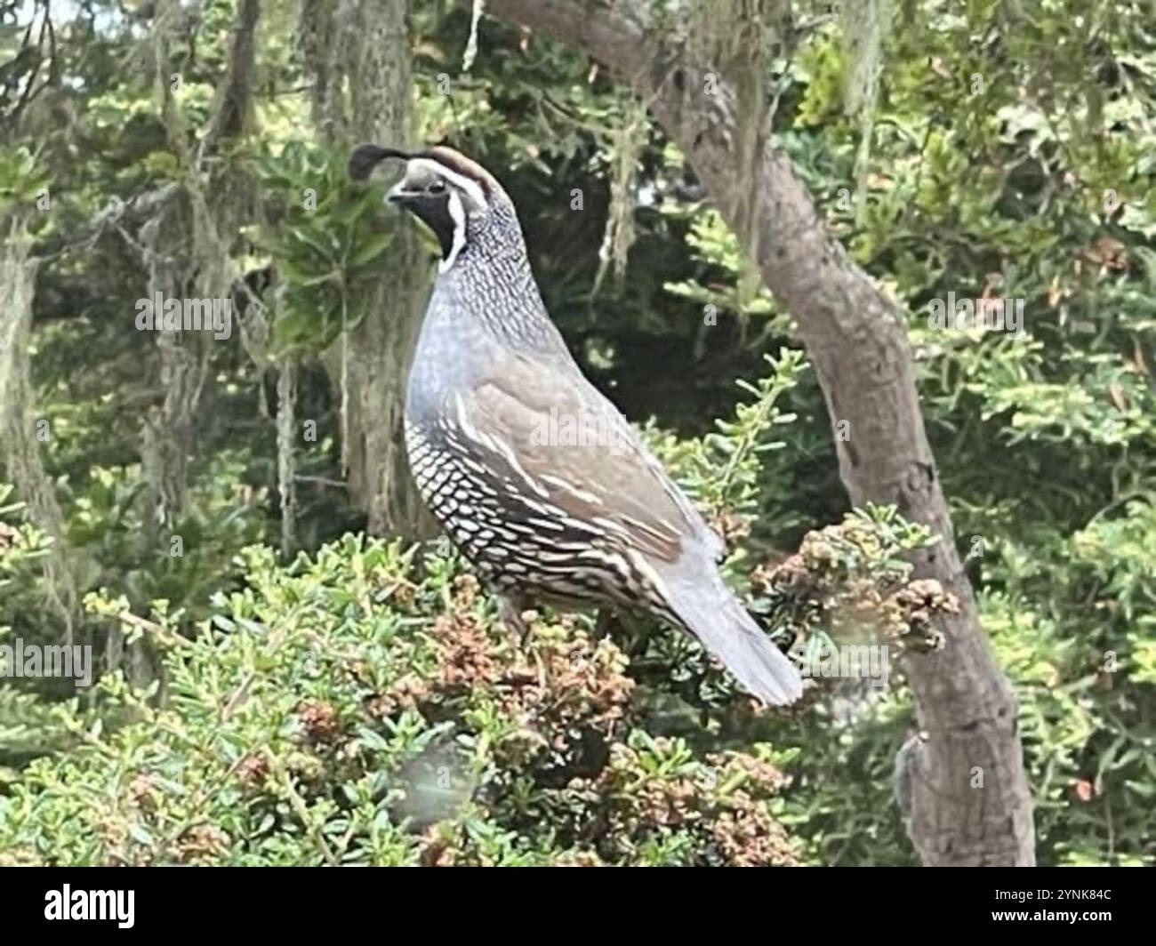 California Quail (Callipepla californica Stock Photo - Alamy