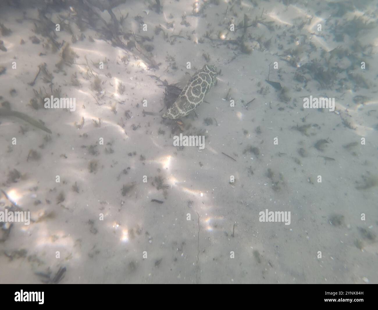 Checkered Puffer (Sphoeroides testudineus Stock Photo - Alamy
