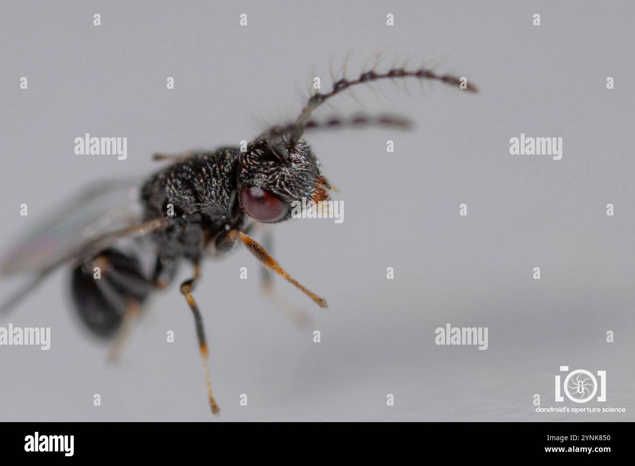 Eurytoma hi-res stock photography and images - Alamy