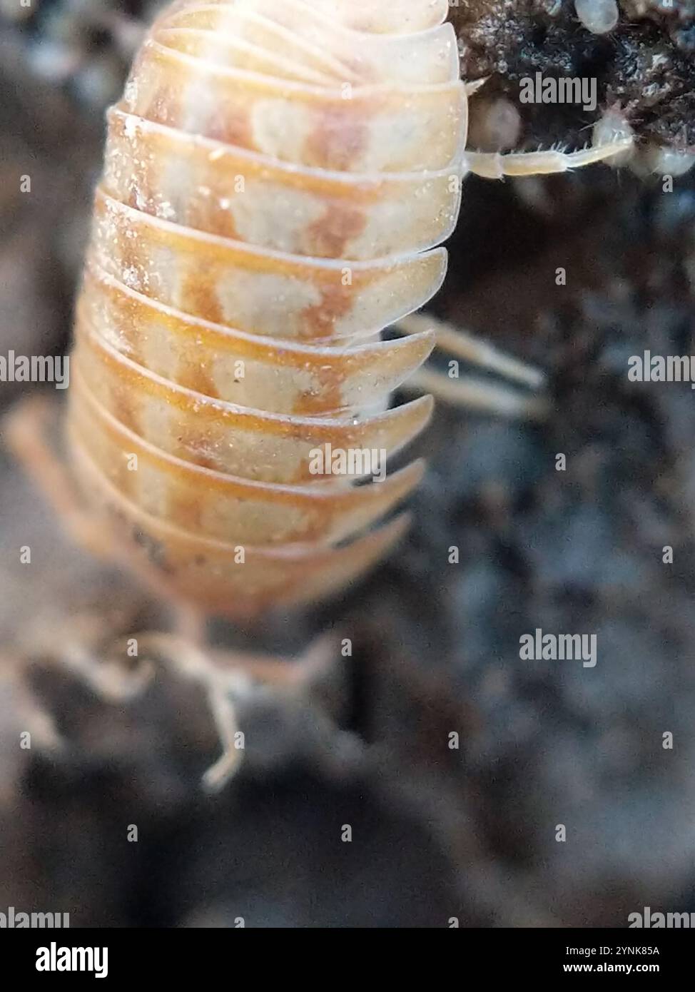 beetle mites (Oribatida Stock Photo - Alamy