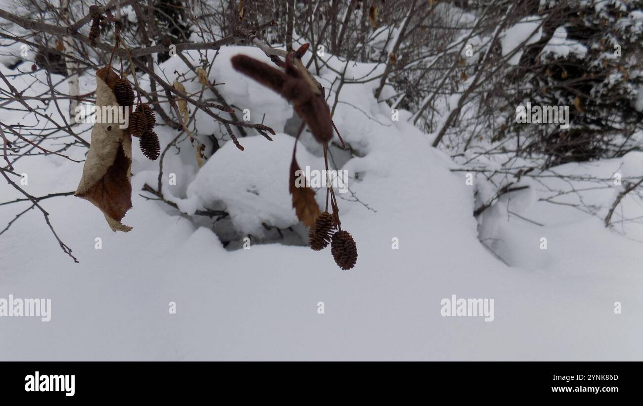 siberian alder (Alnus alnobetula fruticosa Stock Photo - Alamy