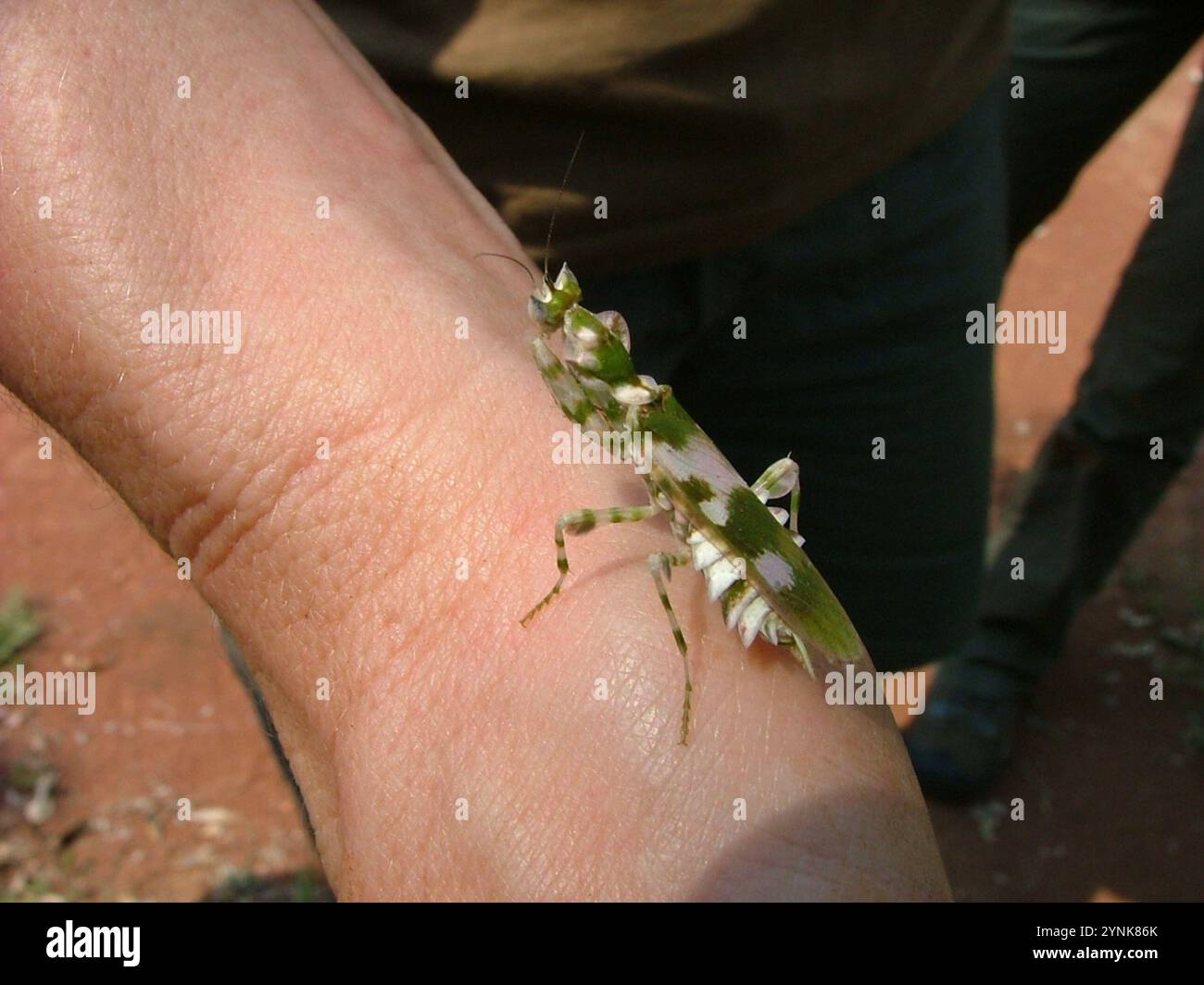 African False Flower Mantis (Harpagomantis tricolor Stock Photo - Alamy