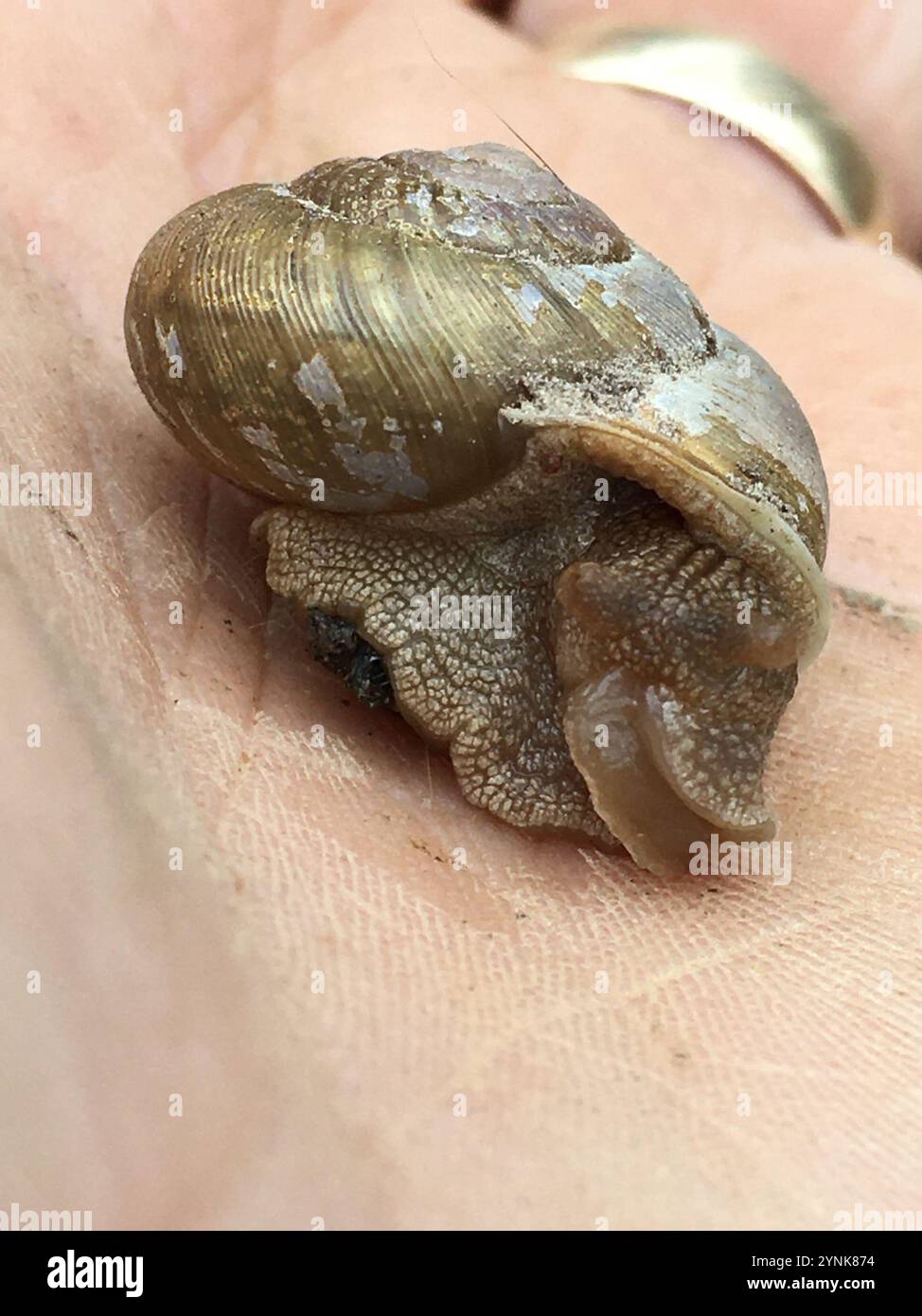 White-lip Globe Snail (Mesodon thyroidus Stock Photo - Alamy