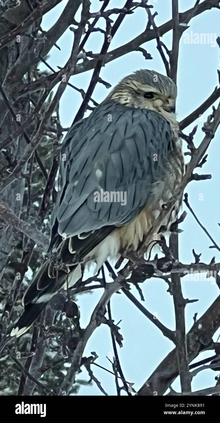 Merlin (Falco columbarius Stock Photo - Alamy