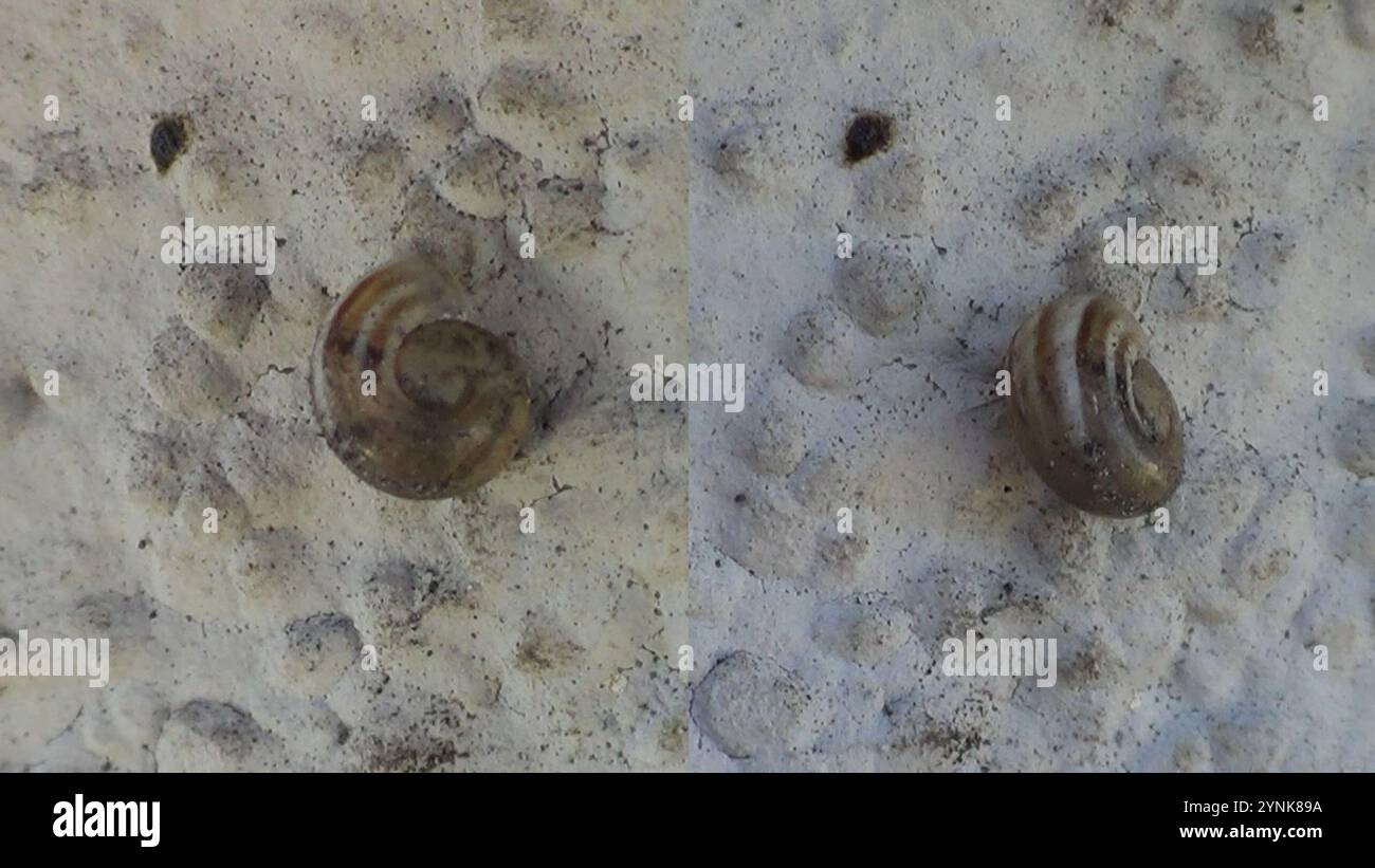 Common Land Snails and Slugs (Stylommatophora Stock Photo - Alamy