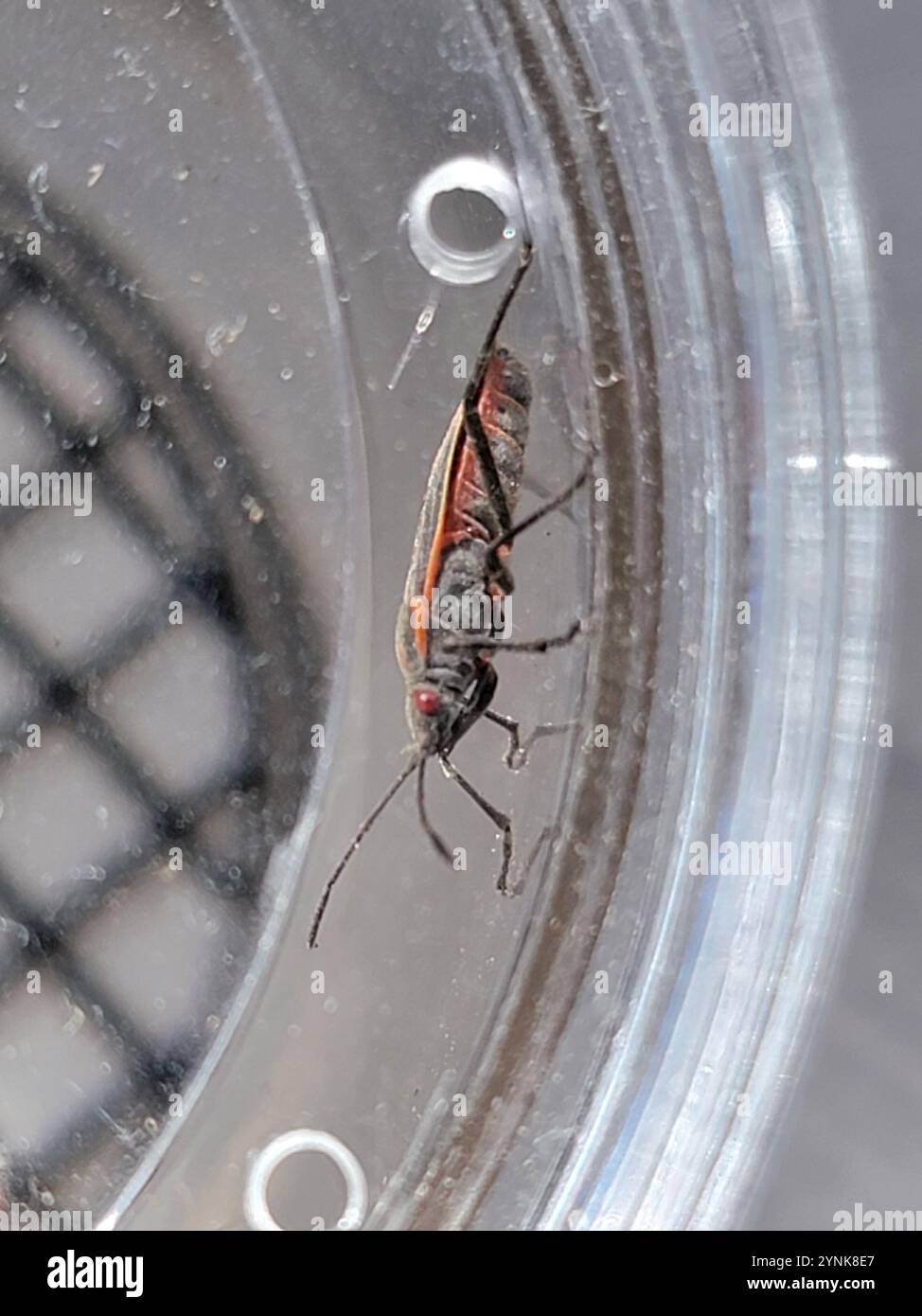 Eastern Boxelder Bug (Boisea trivittata Stock Photo - Alamy