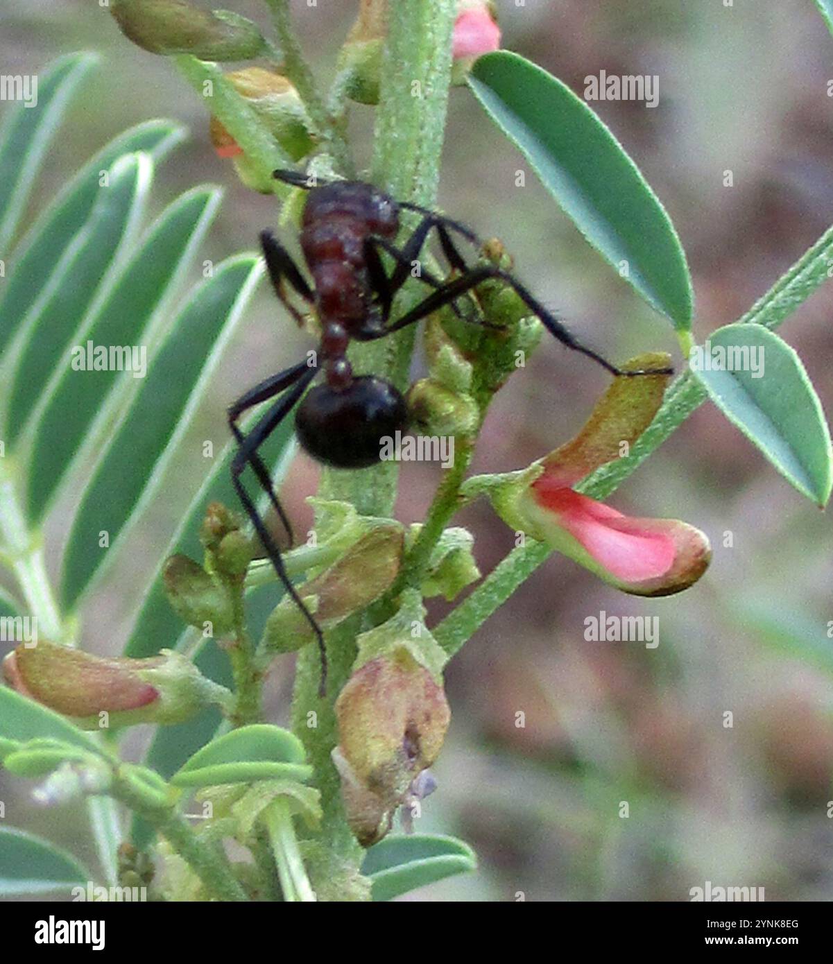 Natal droptail ant (Myrmicaria natalensis Stock Photo - Alamy