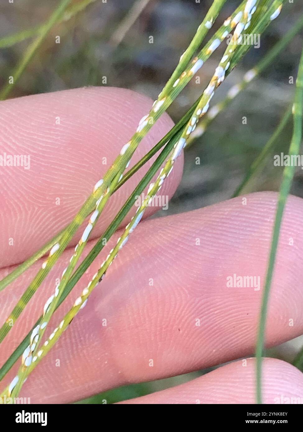 Pine Scurfy Scale (Chionaspis heterophyllae Stock Photo - Alamy