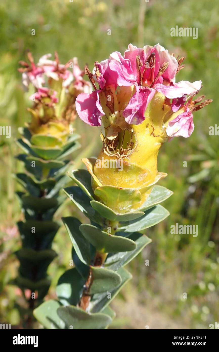 Salter (Saltera sarcocolla Stock Photo - Alamy