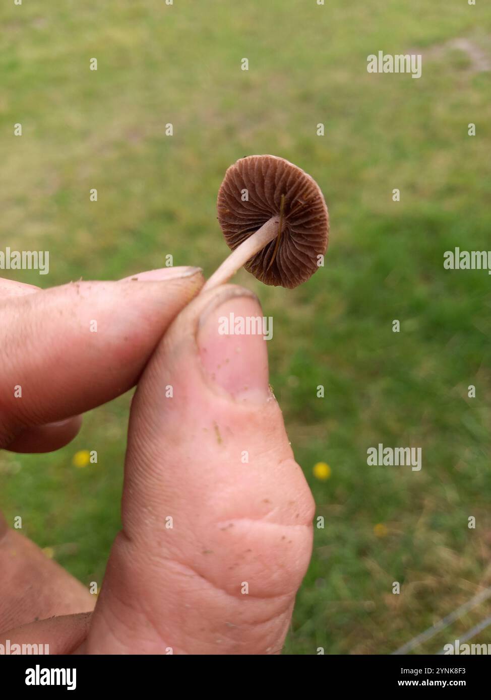 Mower's Mushroom (Panaeolus foenisecii Stock Photo - Alamy