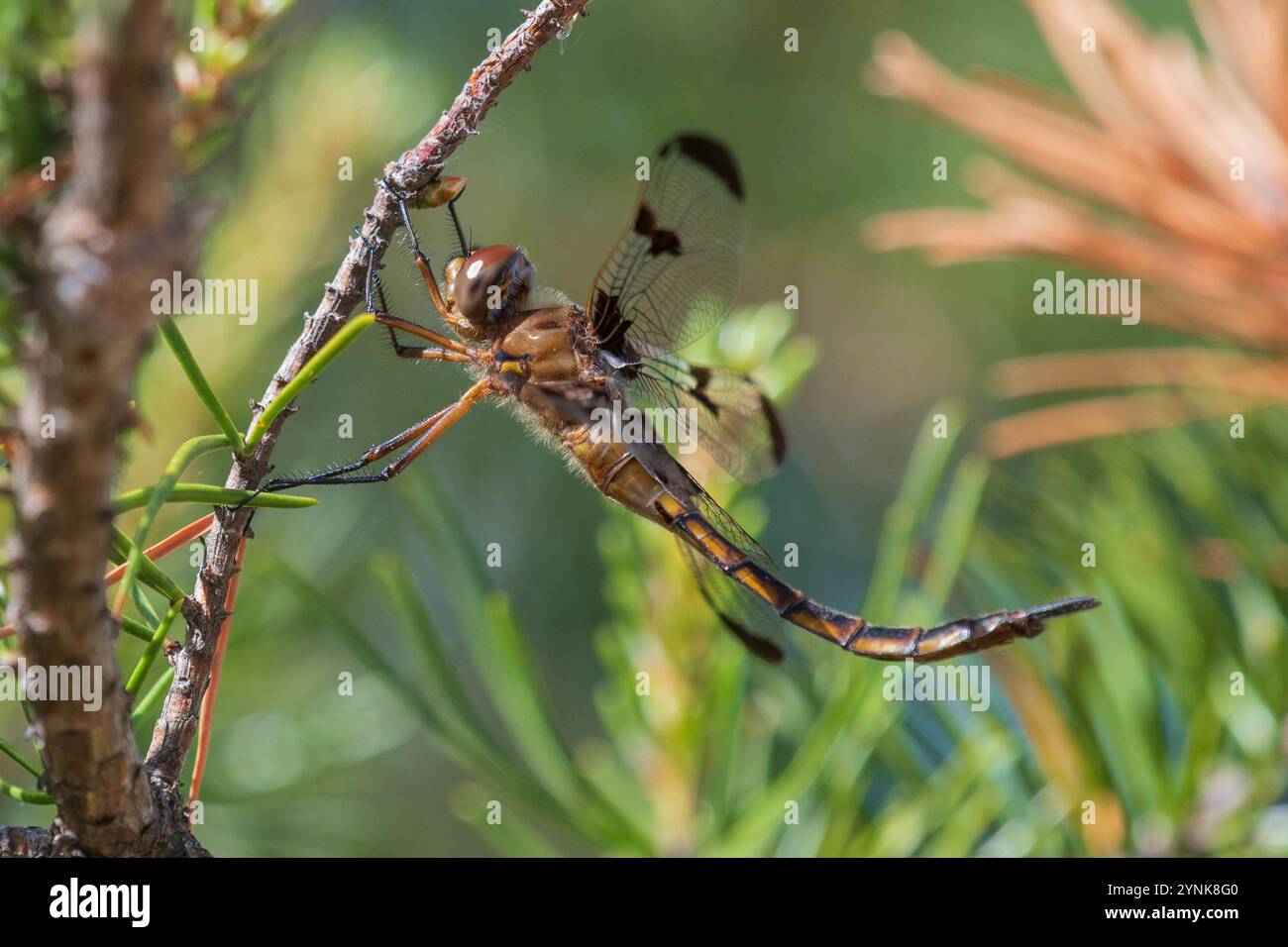 Epitheca princeps hi-res stock photography and images - Alamy