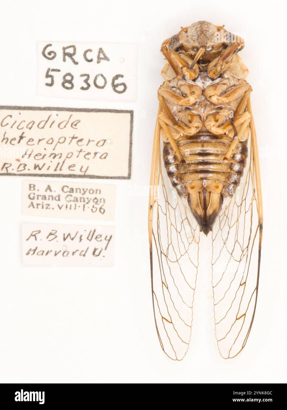 Citrus Cicada (Diceroprocta apache Stock Photo - Alamy