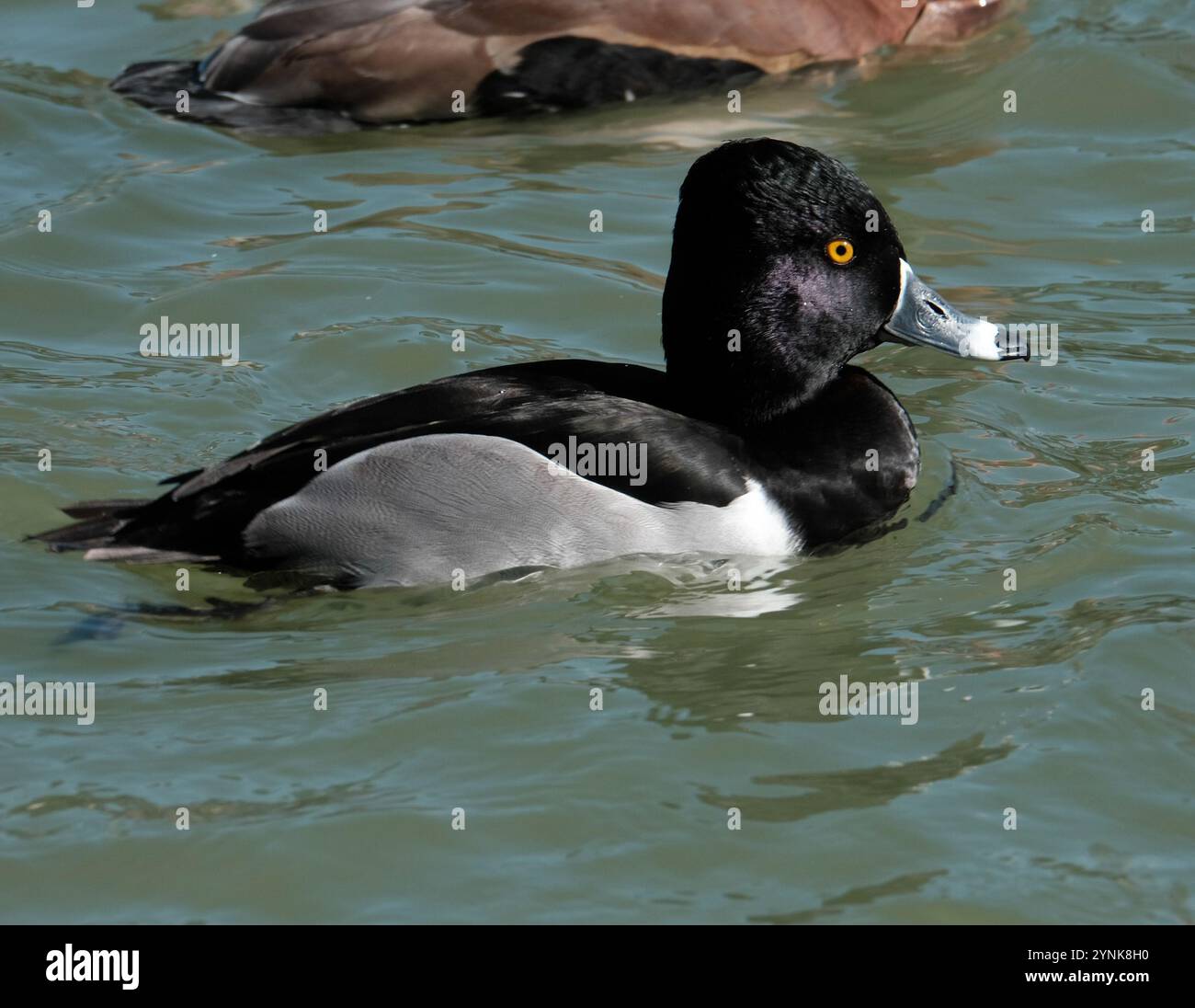 Ring-necked Duck (Aythya collaris Stock Photo - Alamy