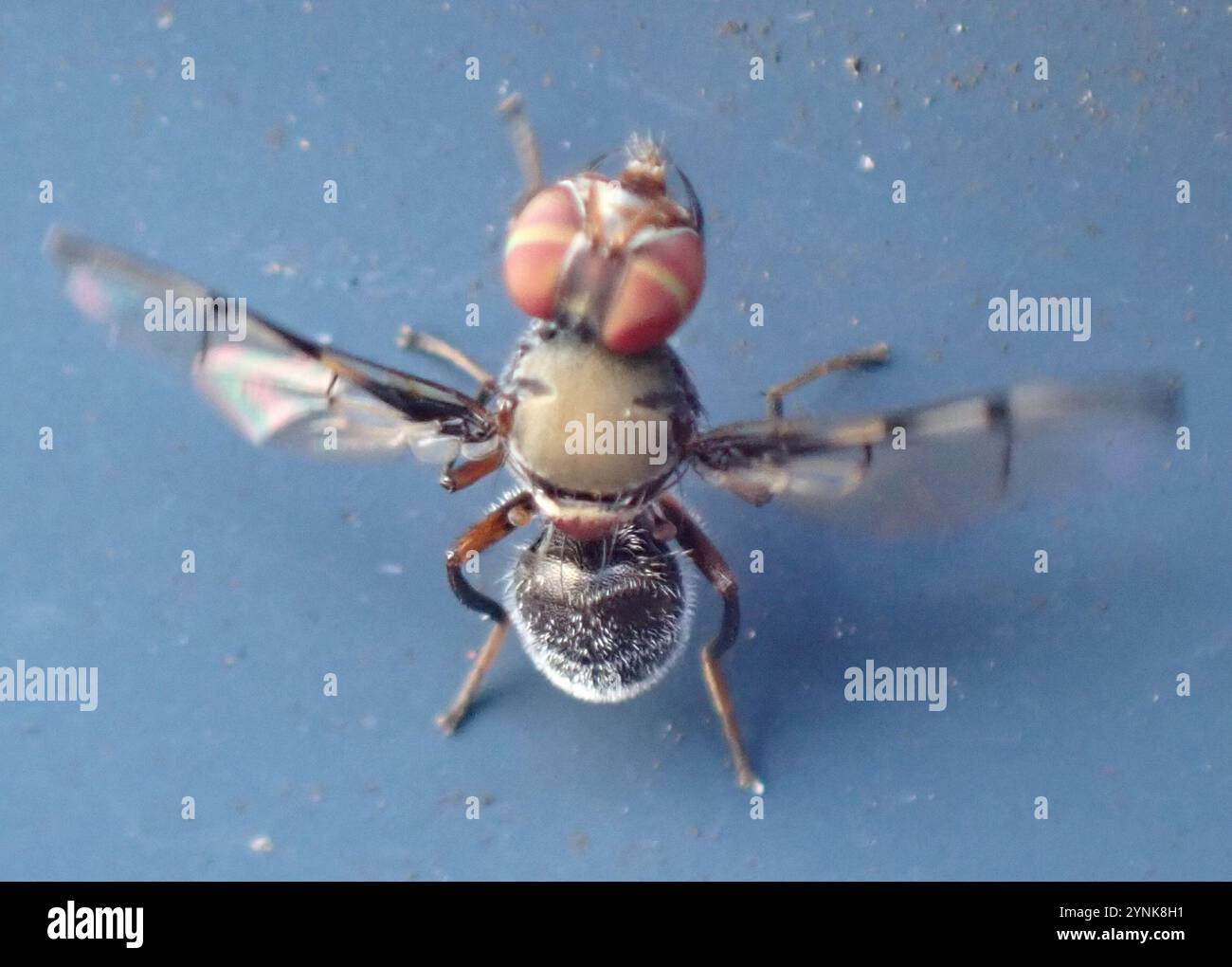 Boatman Fly (Pogonortalis doclea Stock Photo - Alamy