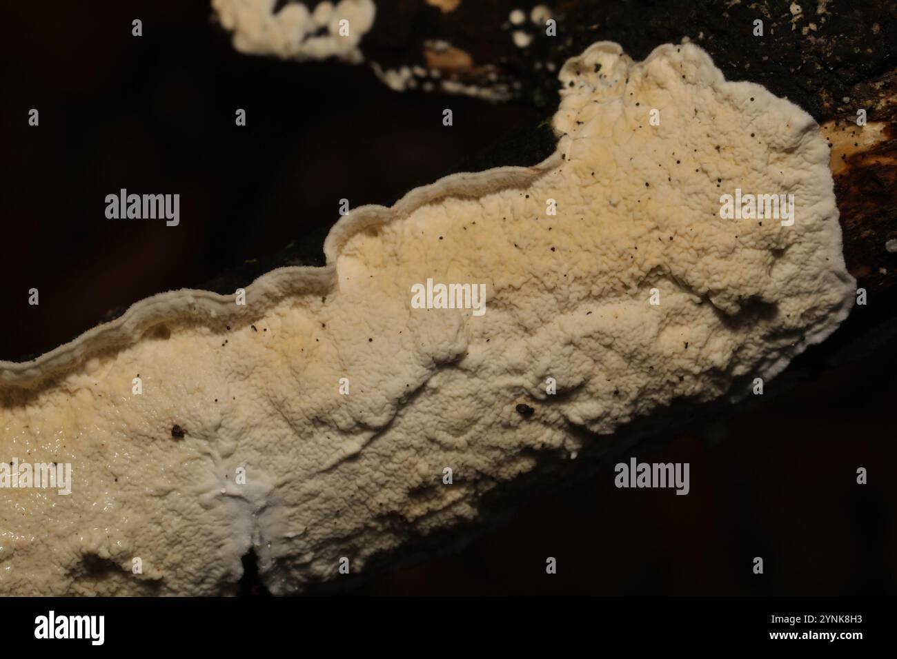 Netted Crust (Byssomerulius corium Stock Photo - Alamy
