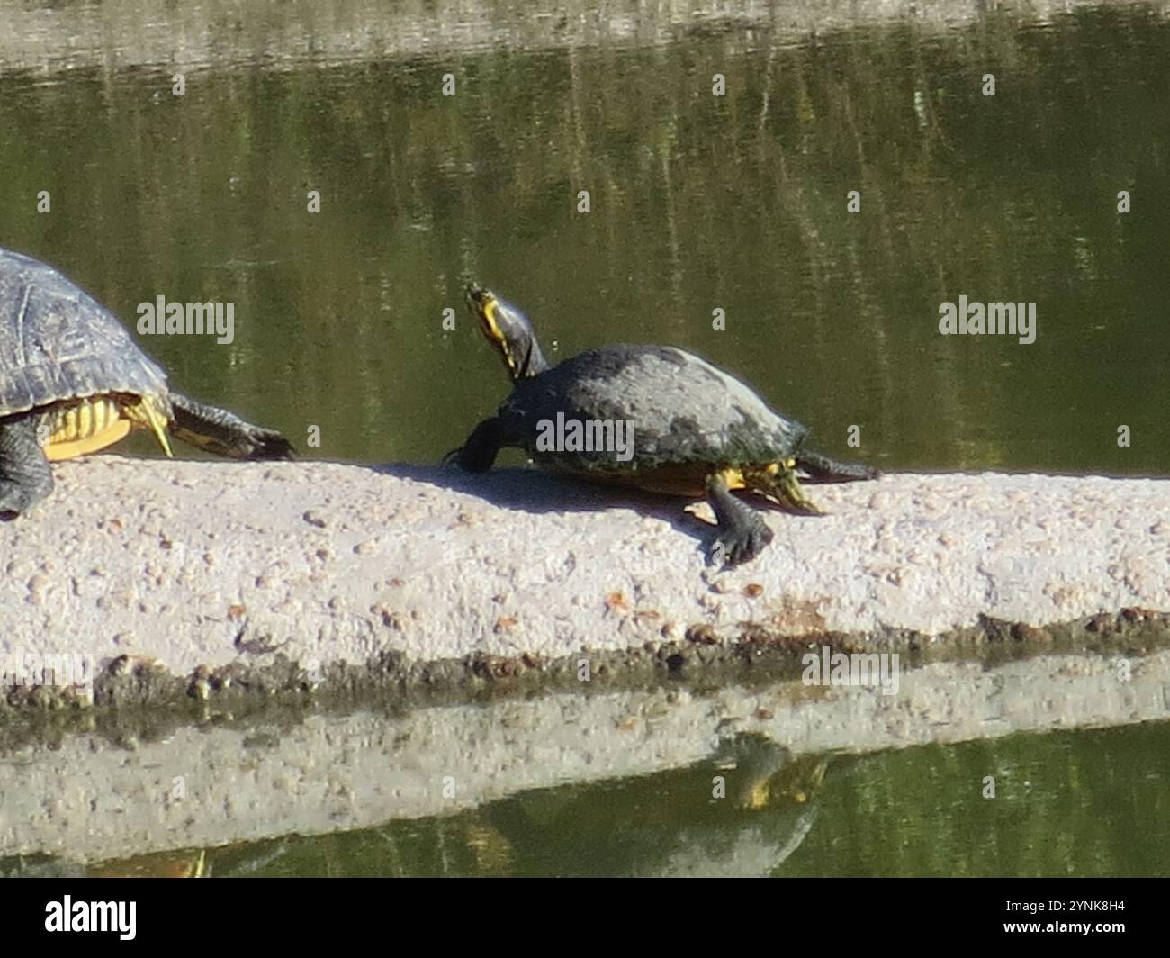 Pond Slider (Trachemys scripta Stock Photo - Alamy