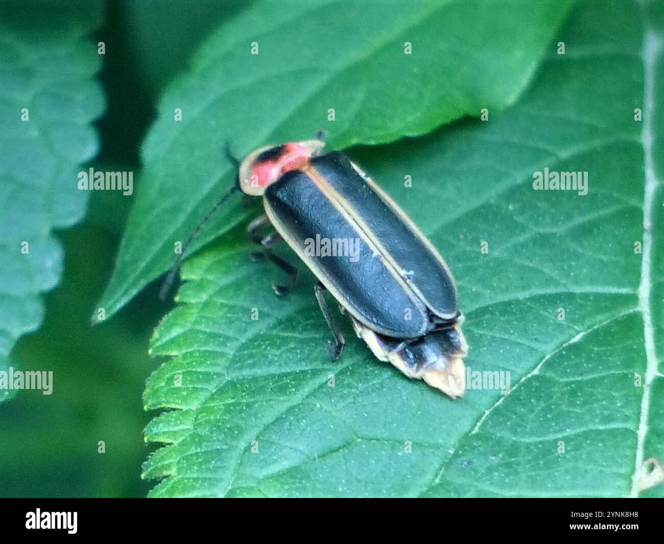 Common Eastern Firefly (Photinus pyralis Stock Photo - Alamy