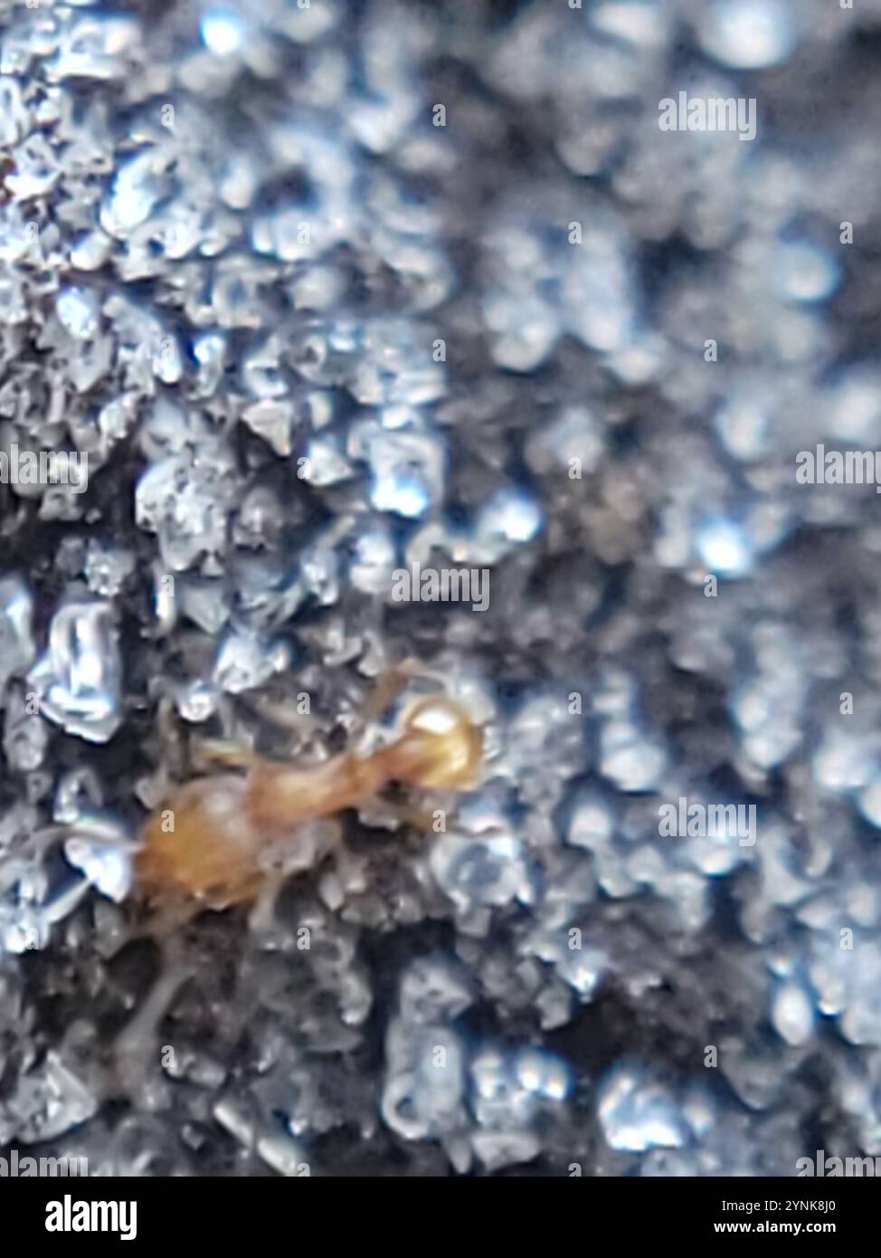 Wasmannia hi-res stock photography and images - Alamy