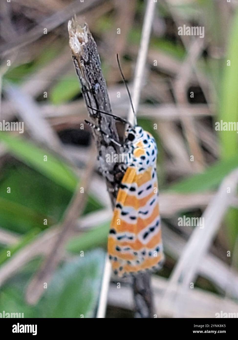 Utetheisa bella hi-res stock photography and images - Alamy