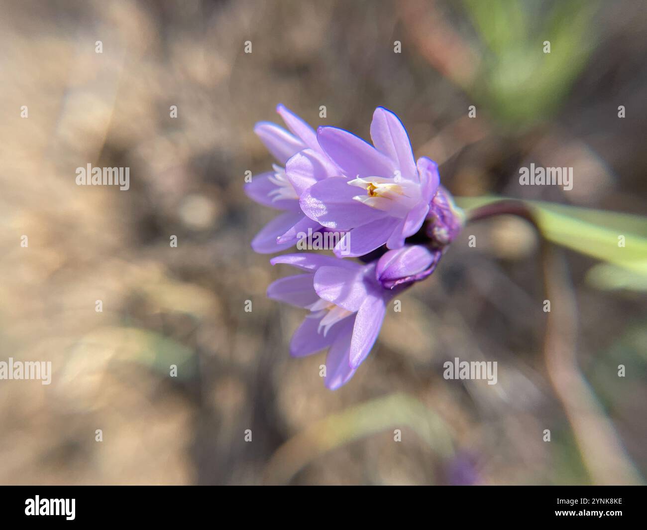 Blue Dicks (Dipterostemon capitatus Stock Photo - Alamy
