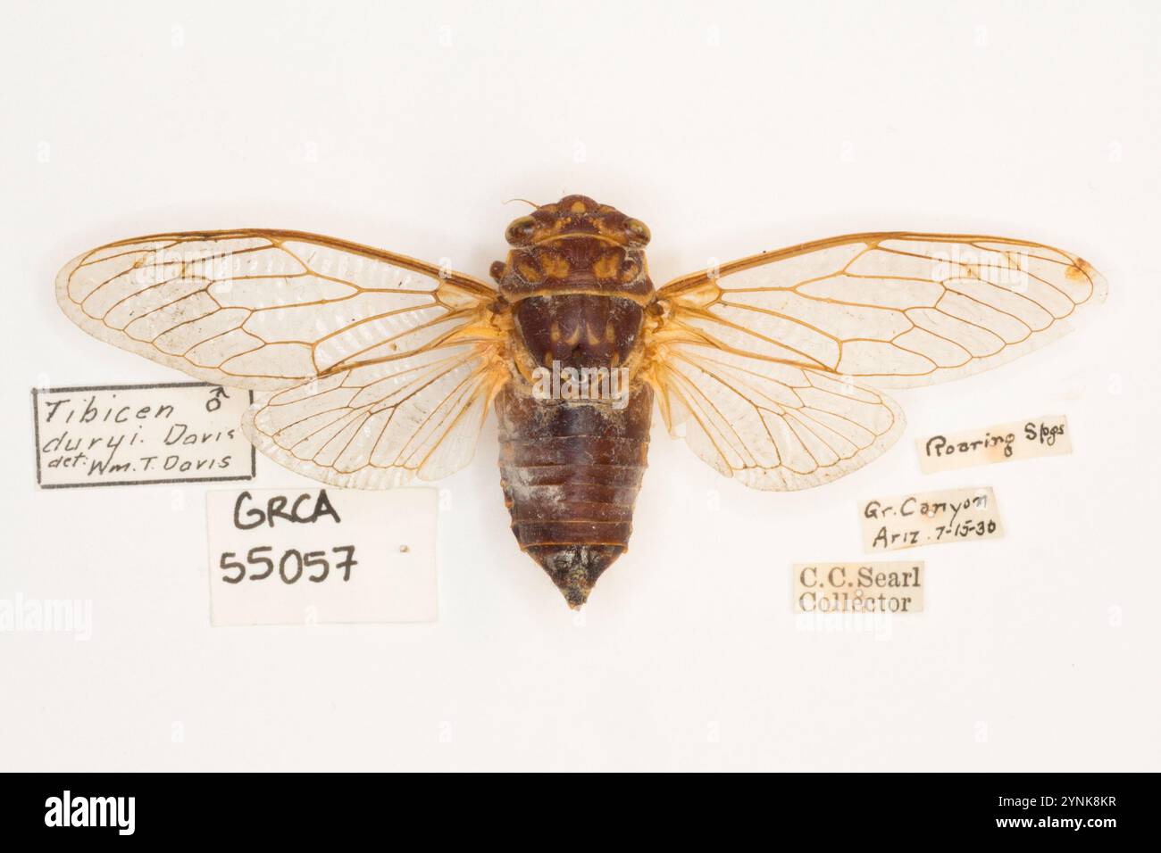 Orange-and-black Cicada (Hadoa duryi Stock Photo - Alamy