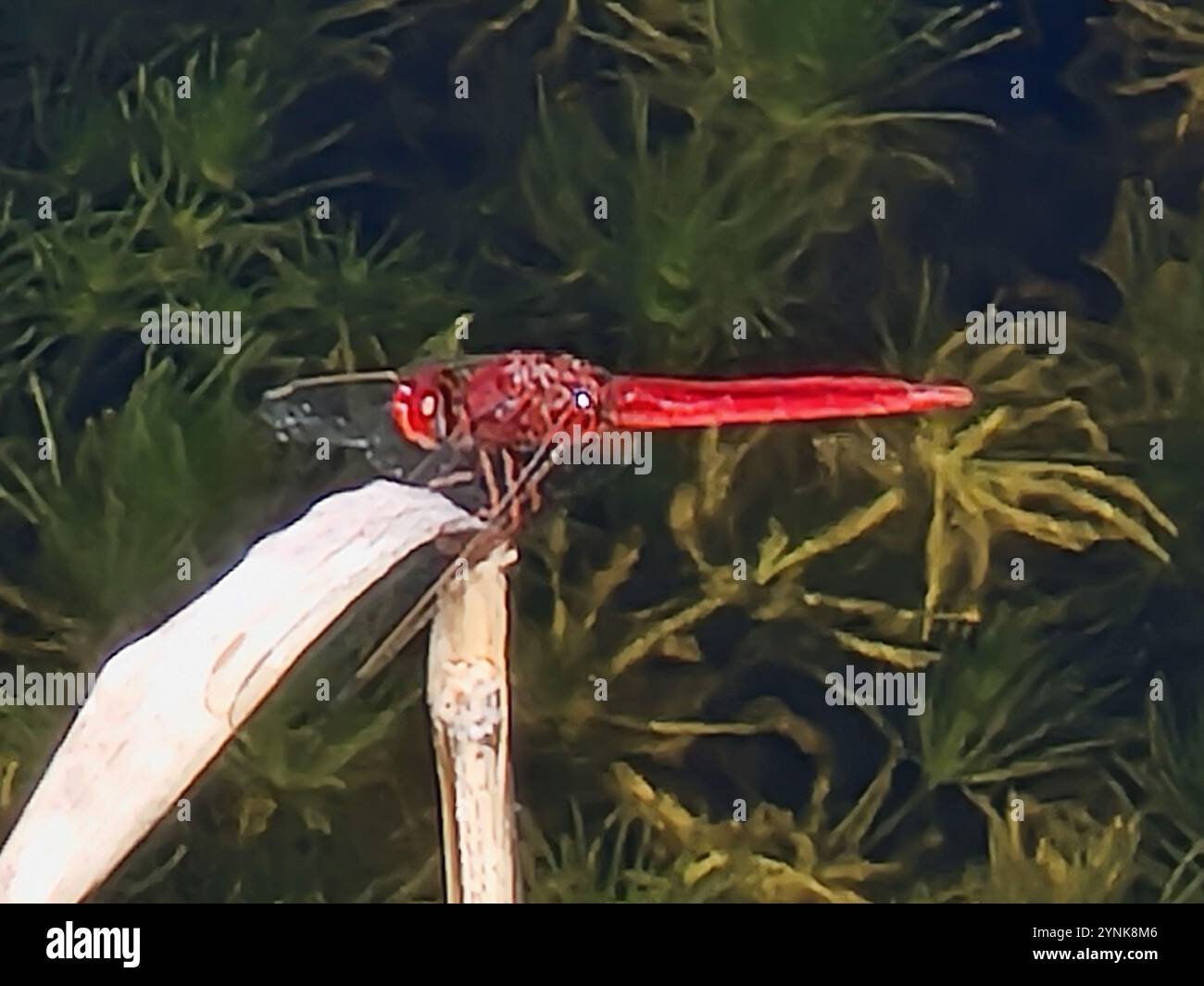Scarlet Skimmer (Crocothemis servilia Stock Photo - Alamy