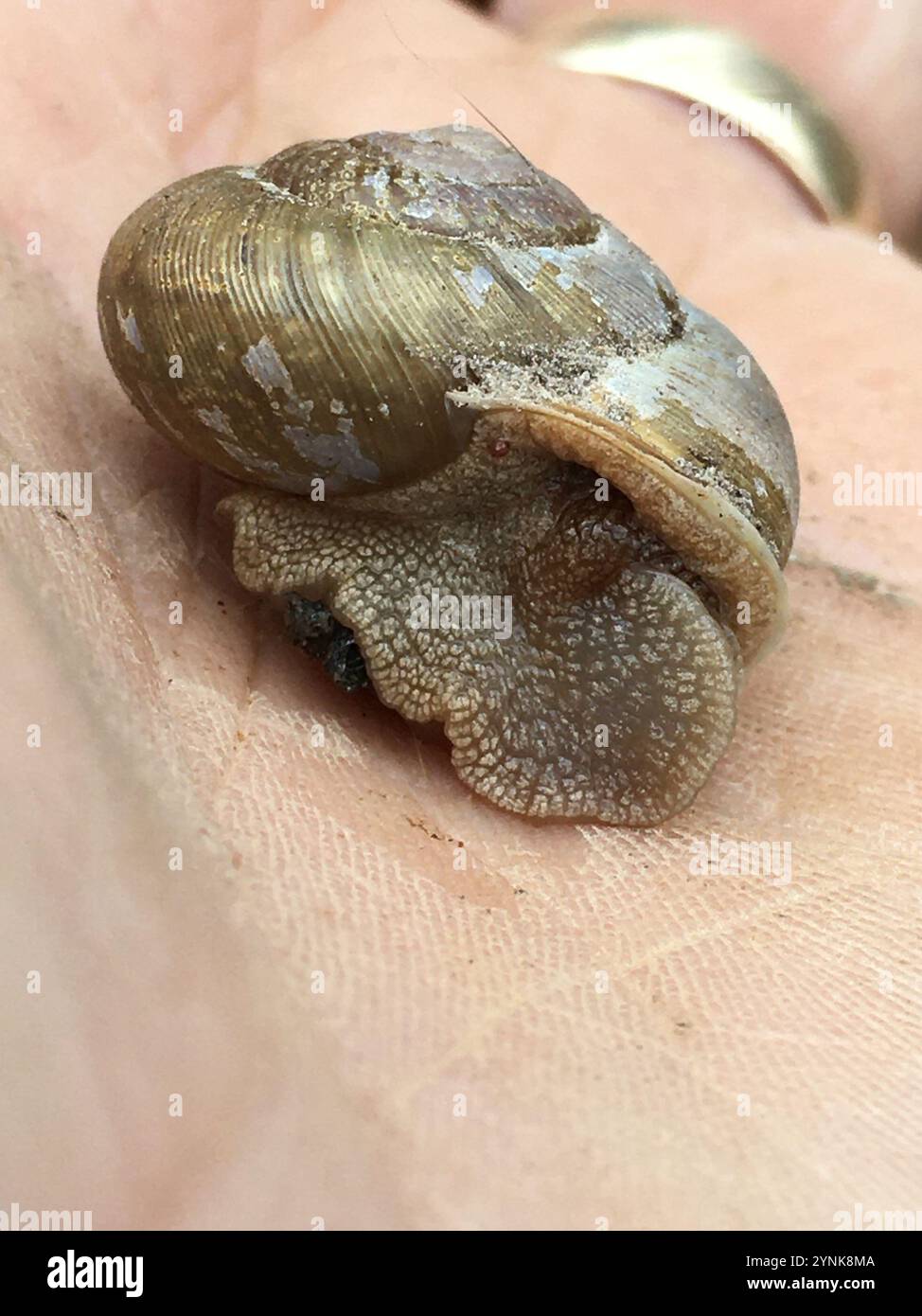 White-lip Globe Snail (Mesodon thyroidus Stock Photo - Alamy