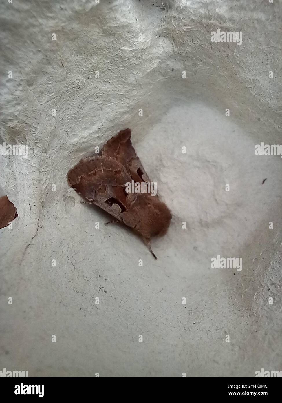 Hebrew Character (Orthosia gothica Stock Photo - Alamy