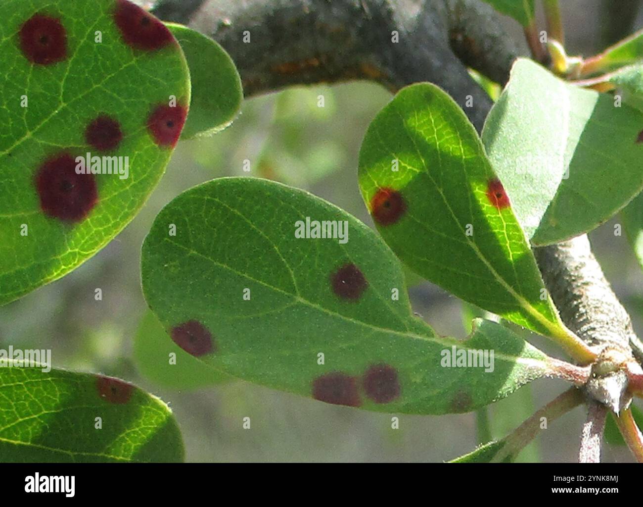 Purplepod clusterleaf (Terminalia prunioides Stock Photo - Alamy