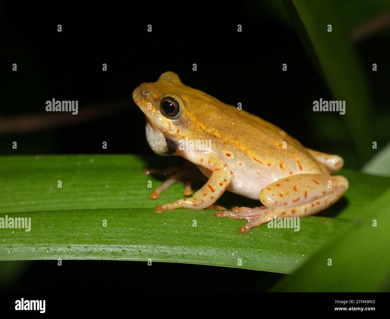 Painted Reed Frog (Hyperolius marmoratus Stock Photo - Alamy