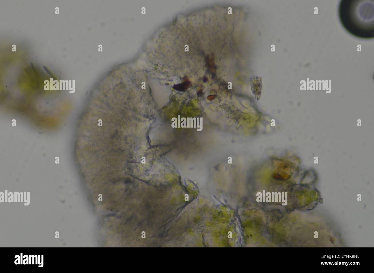 Ascomycete Fungi (Ascomycota Stock Photo - Alamy