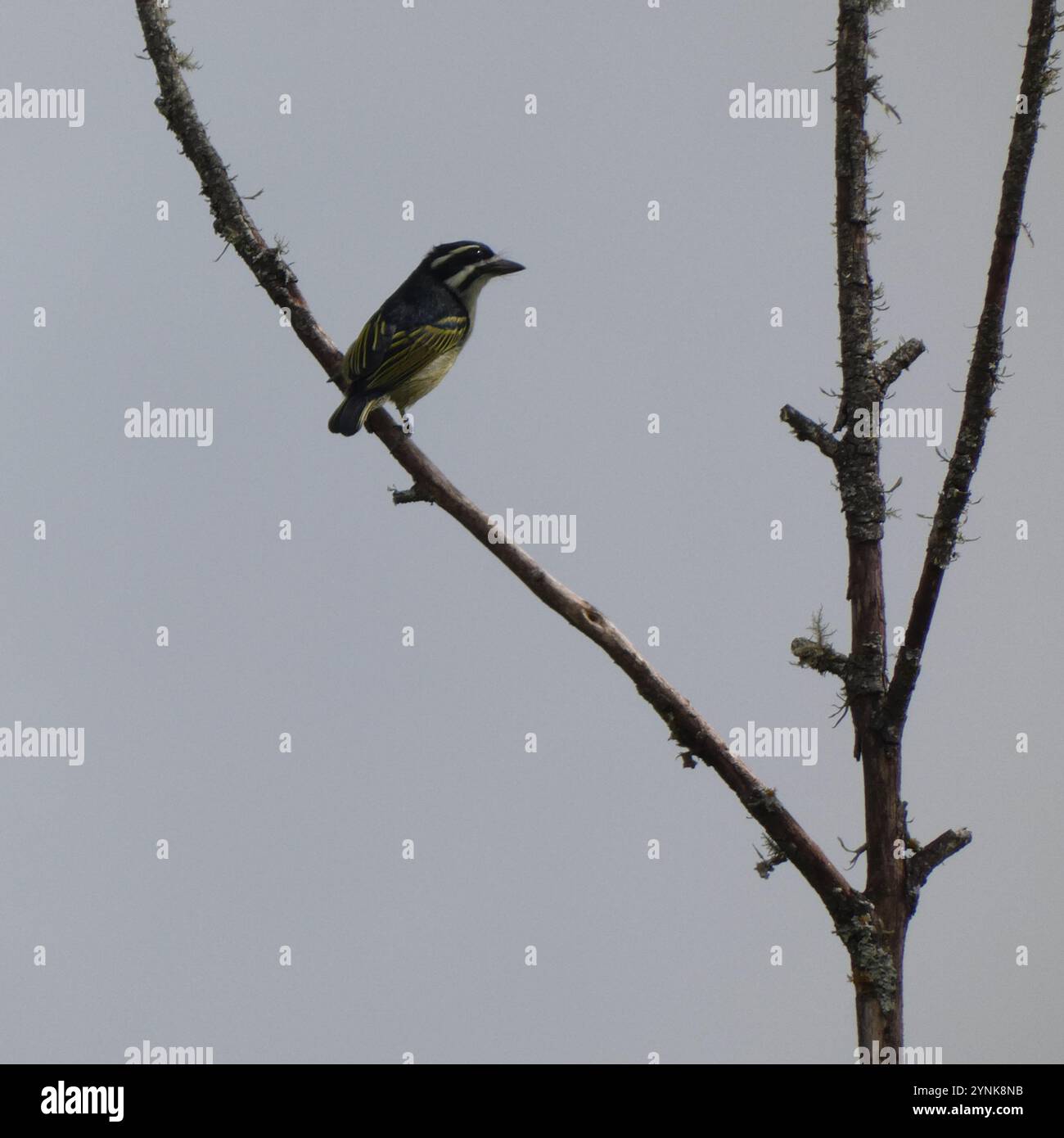 Pogoniulus bilineatus hi-res stock photography and images - Alamy