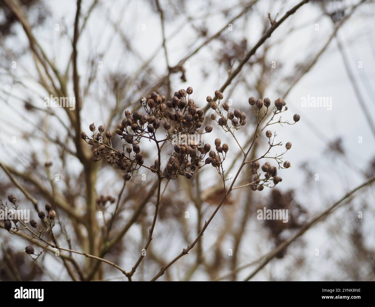 Subcostate Crape Myrtle (Lagerstroemia subcostata Stock Photo - Alamy