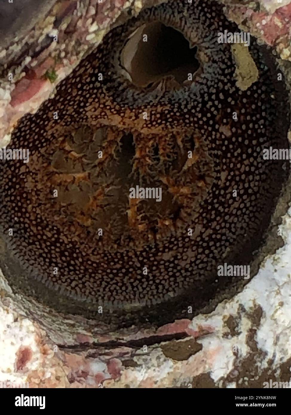 Scale-sided Piddock (Parapholas californica Stock Photo - Alamy