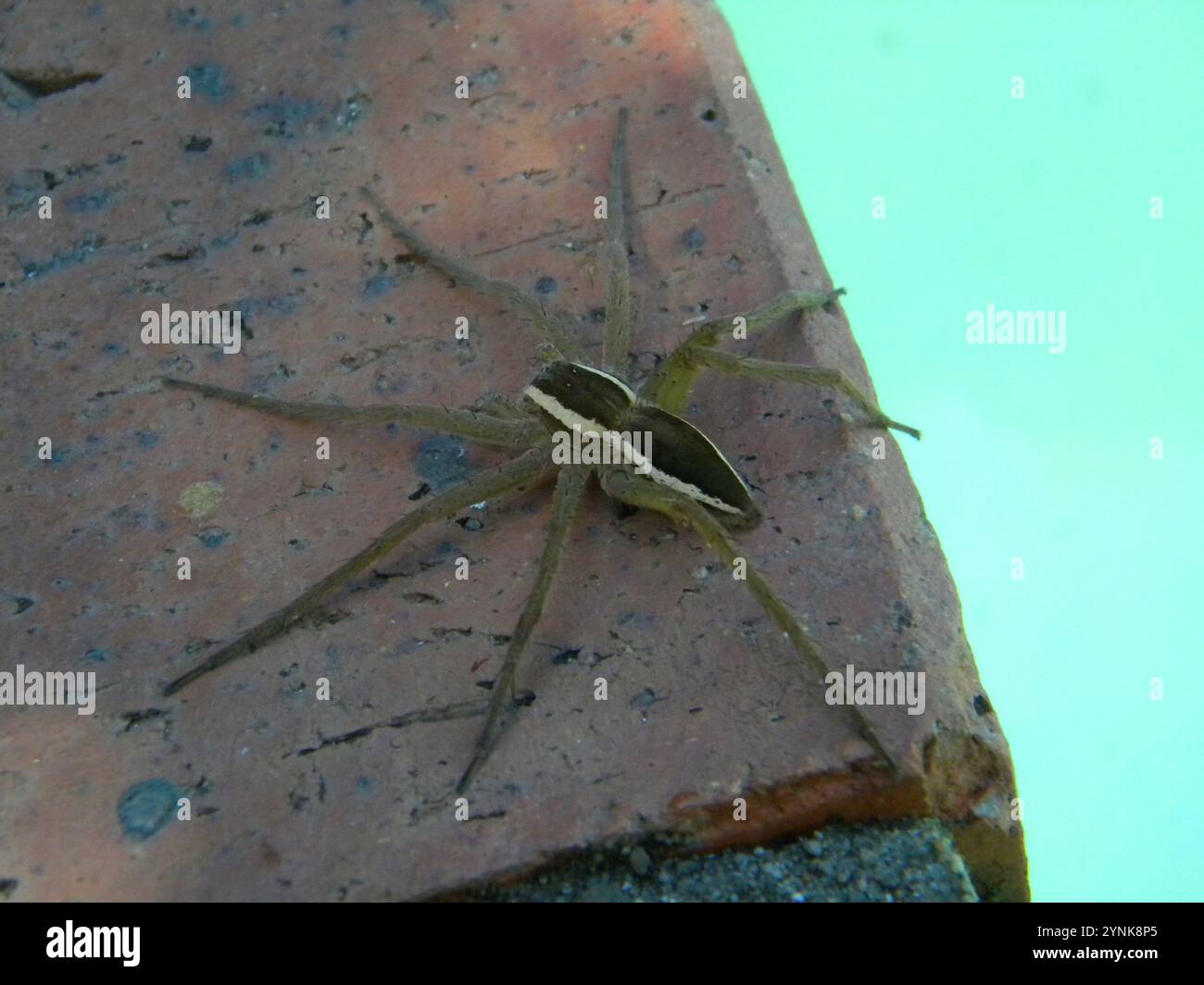 Fisheating Spiders (Nilus Stock Photo - Alamy