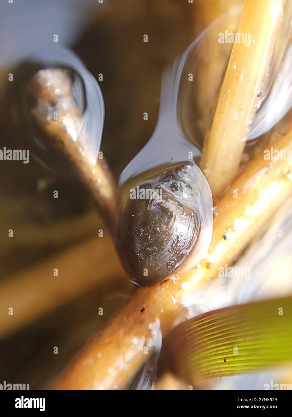 Bladder Snails (Physidae Stock Photo - Alamy