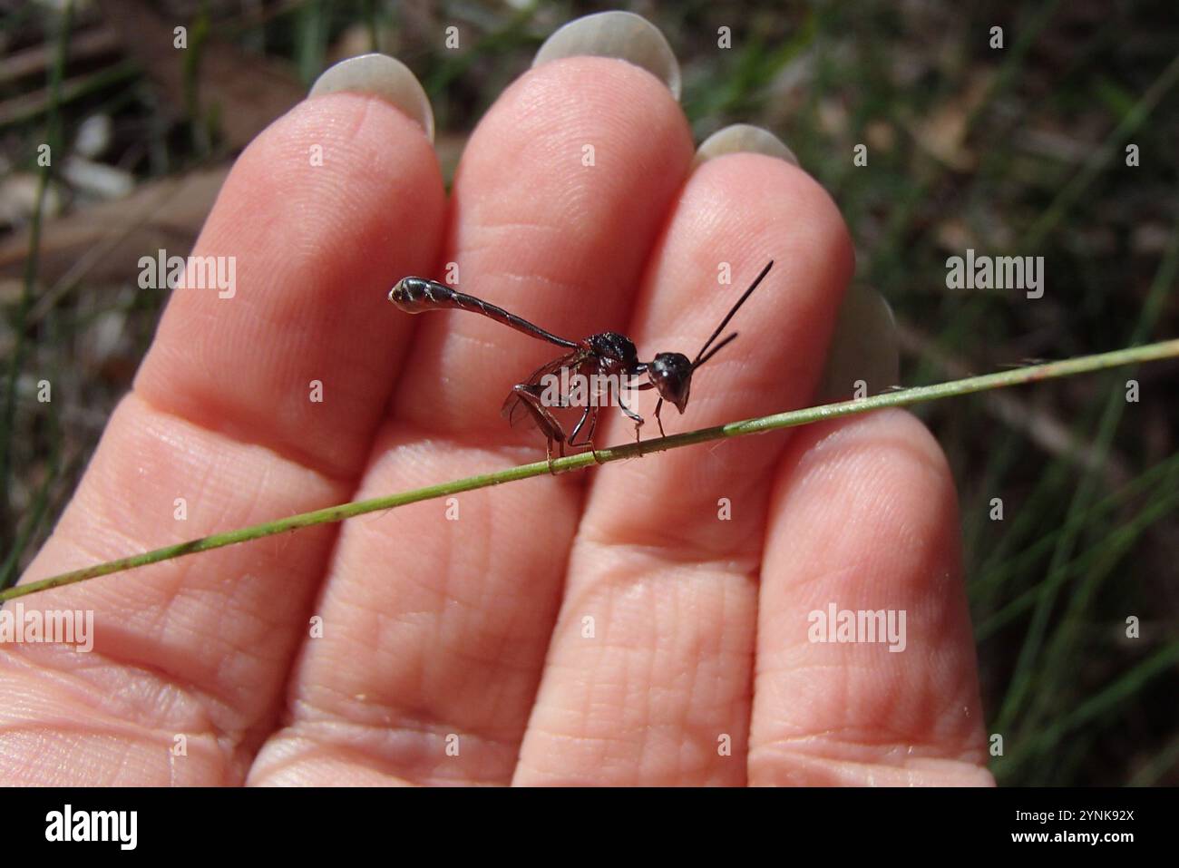 Carrot Wasps (Gasteruptiidae Stock Photo - Alamy