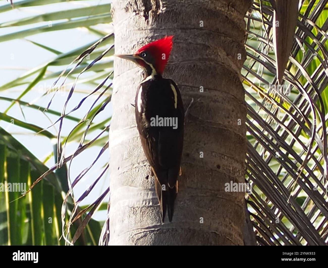 Lineated Woodpecker (Dryocopus lineatus Stock Photo - Alamy