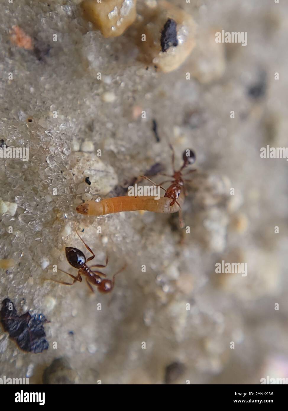 Red Imported Fire Ant (Solenopsis invicta Stock Photo - Alamy