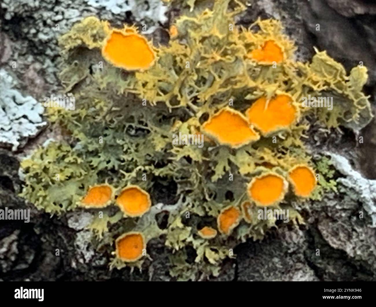 Golden-eye Lichen (Teloschistes chrysophthalmus Stock Photo - Alamy