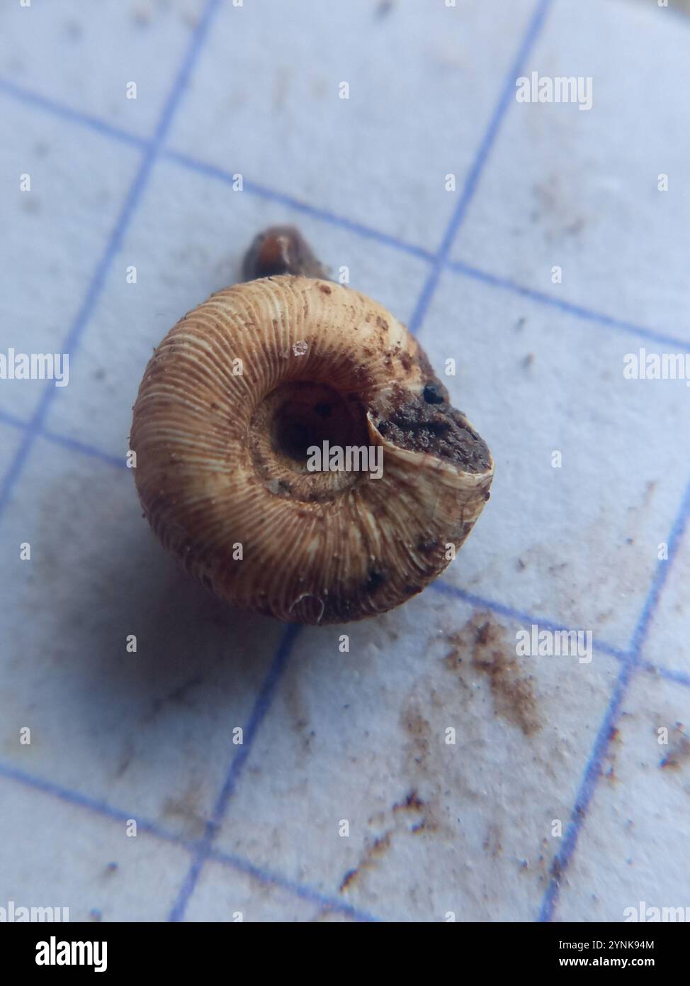 Rounded Snail (Gonyodiscus rotundatus Stock Photo - Alamy