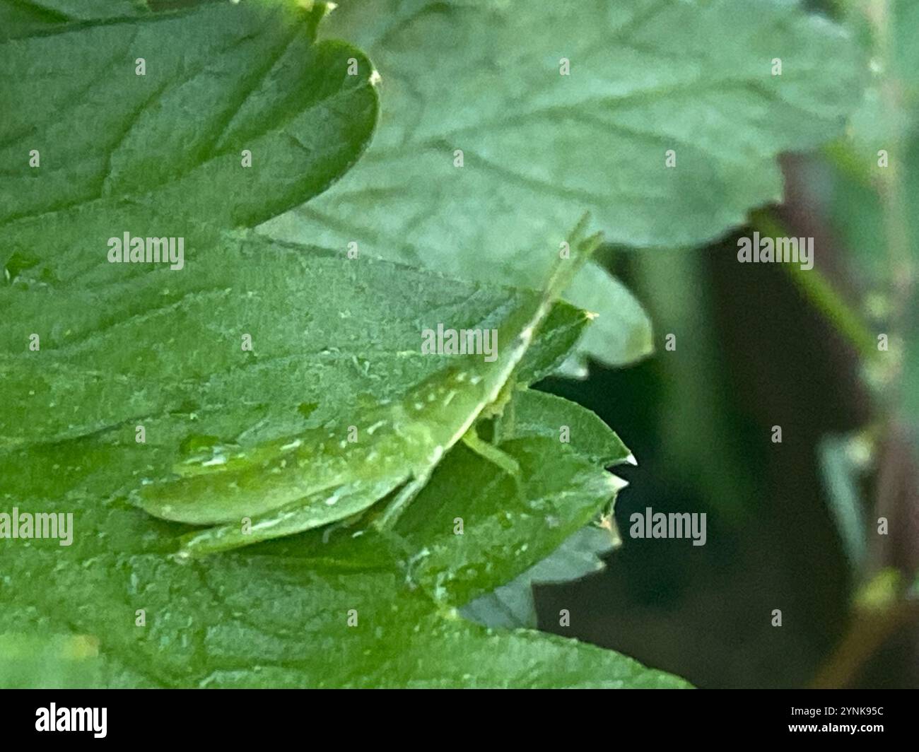 Australian Grass Pyrgomorph (Atractomorpha australis Stock Photo - Alamy