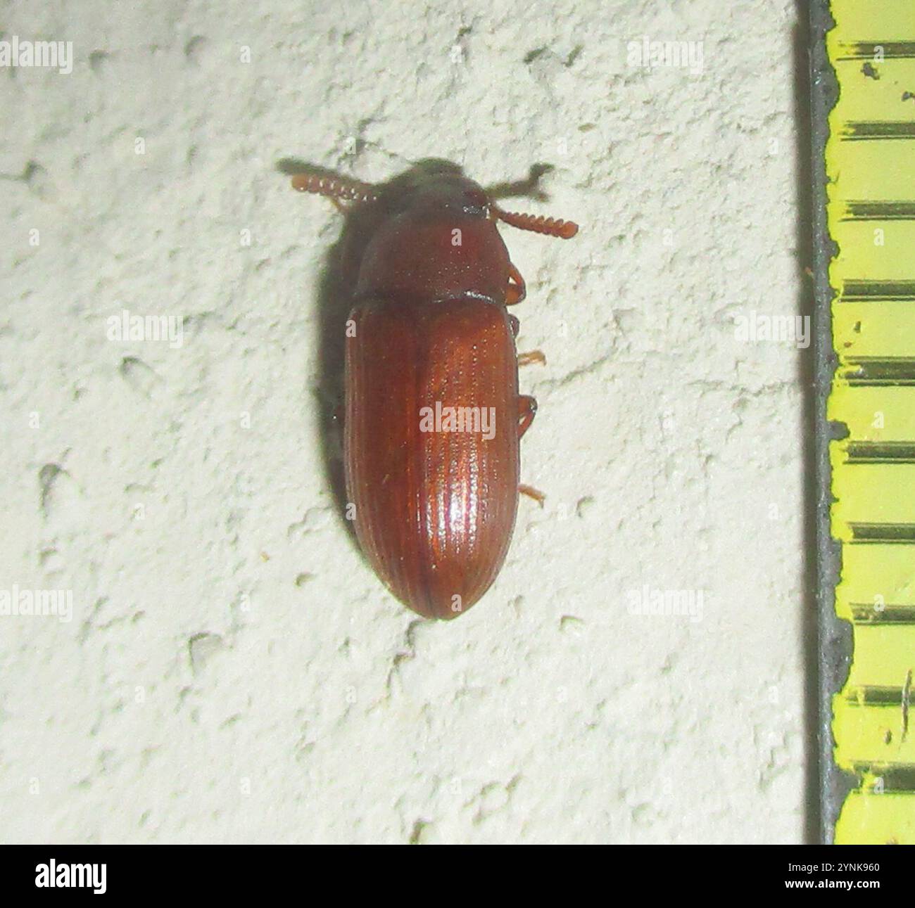 Darkling Beetles (Tenebrionidae Stock Photo - Alamy